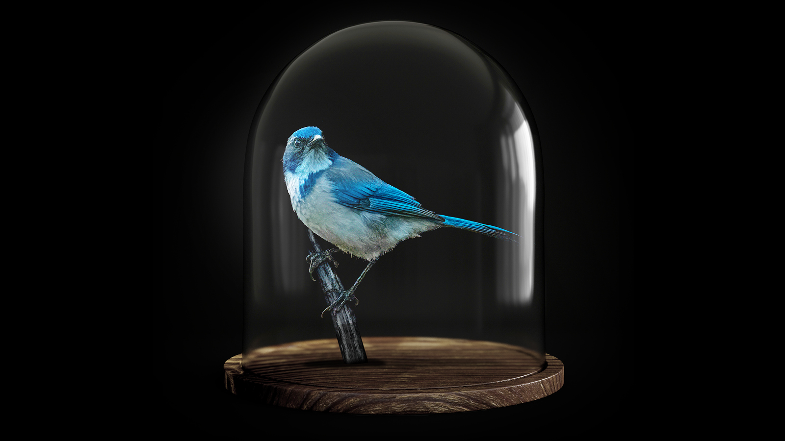 Lost Birds | Sydney Opera House